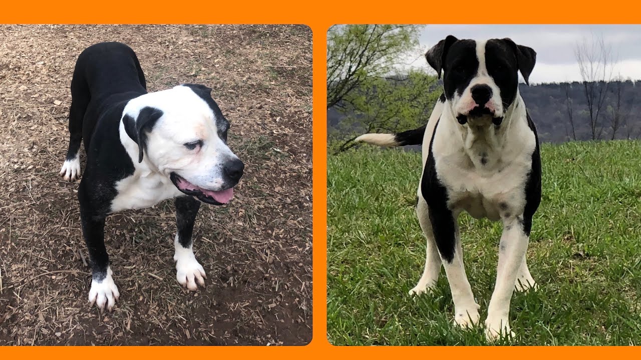 Breeding American Bulldogs…a successful tie - YouTube