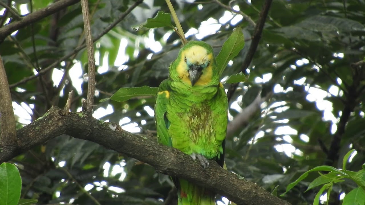 Papagaio verdadeiro - Amazona aestiva - São Paulo - SP - 24/02/2020 ...