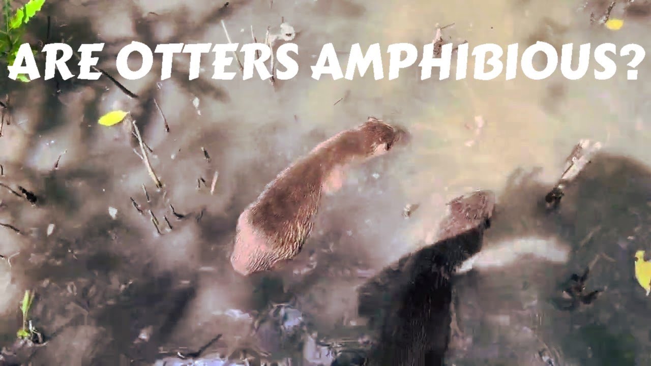Otters Invite Me To Swim With Them In The Pond - YouTube