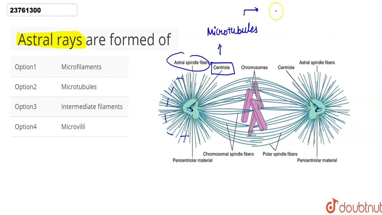 Astral rays are formed of - YouTube
