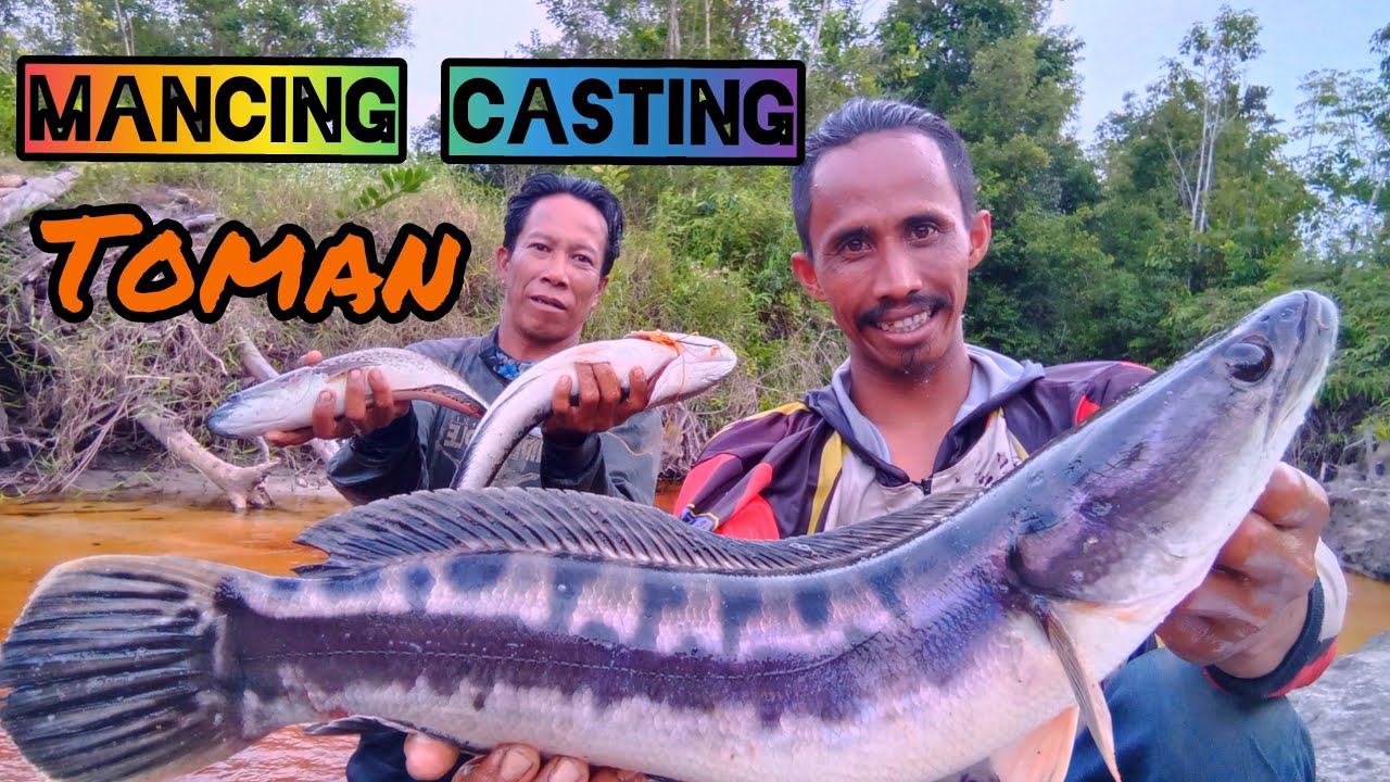 MANCING CASTING TOMAN - YouTube