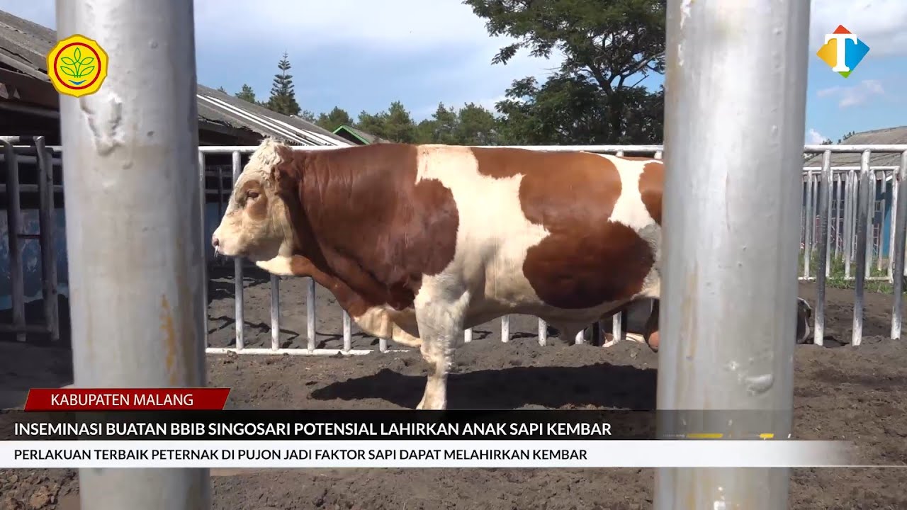 Inseminasi Buatan Produksi BBIB Singosari Potensial Lahirkan Anak Sapi ...