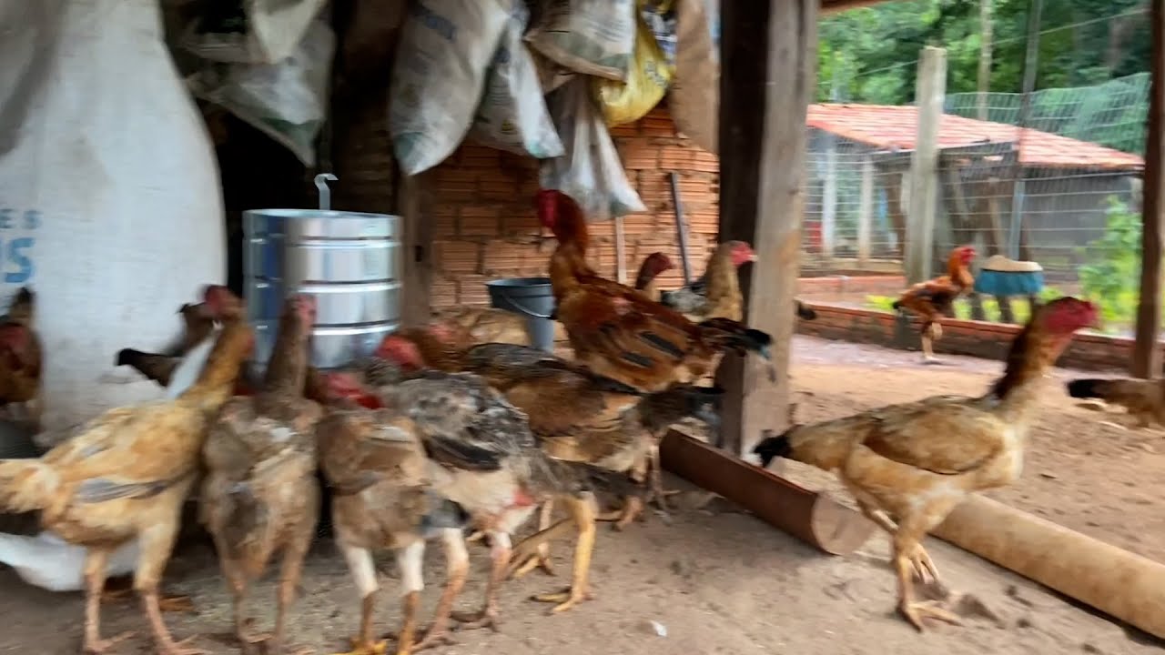 COLOCANDO COMIDA PARA OS FRANGOS ÍNDIO GIGANTE DEBAIXO DE CHUVA ...