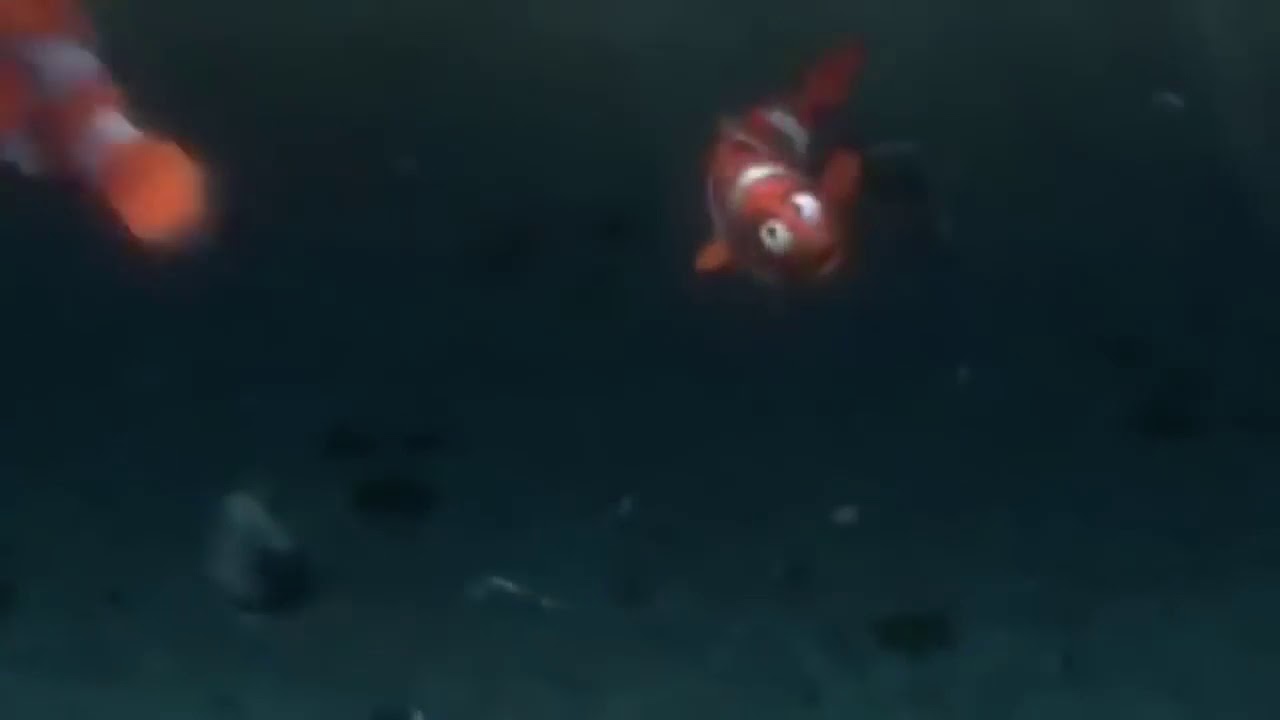 Finding nemo the Power of Team work - YouTube