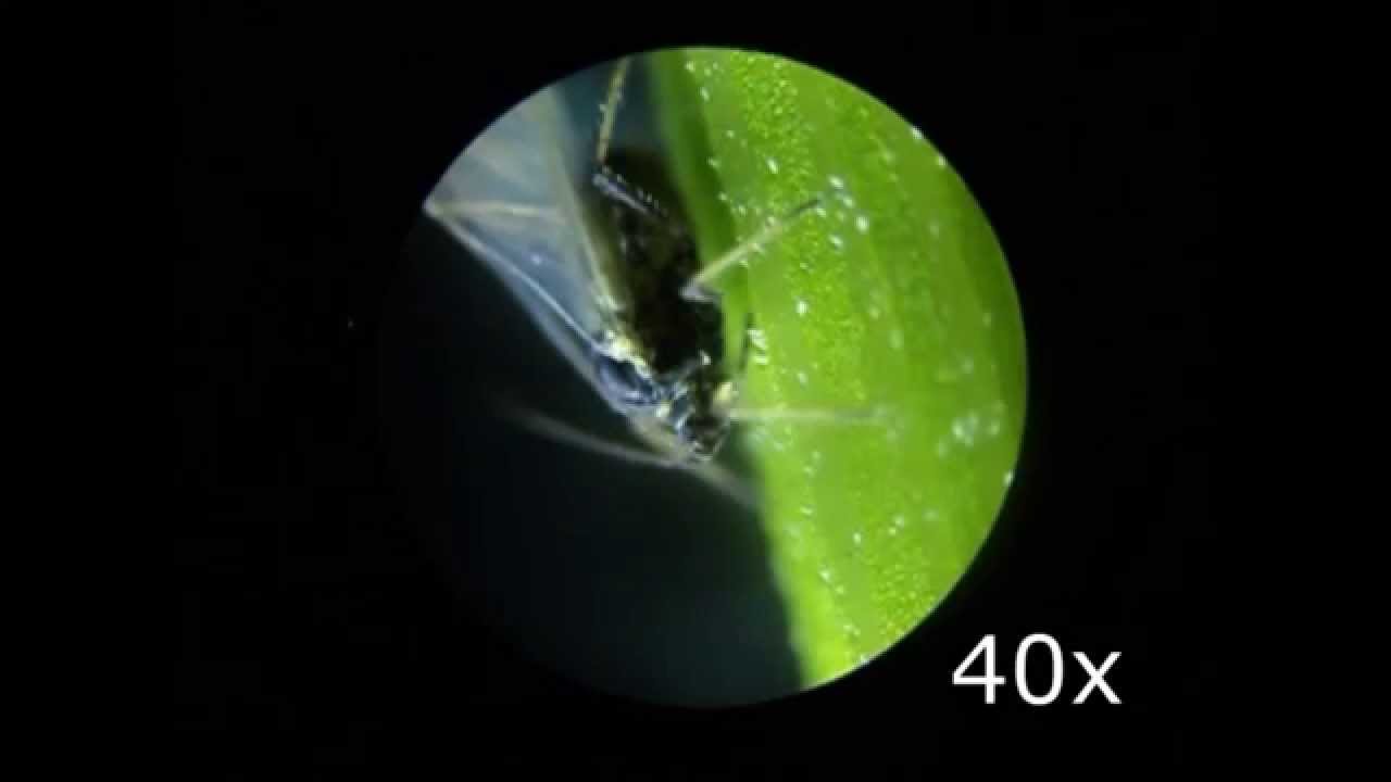 Black winged aphids under microscope - YouTube