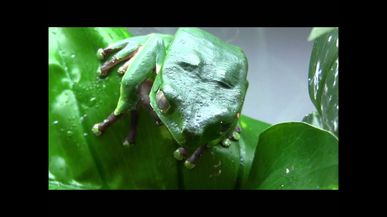 Giant Bicolor Monkey Tree Frogs - YouTube
