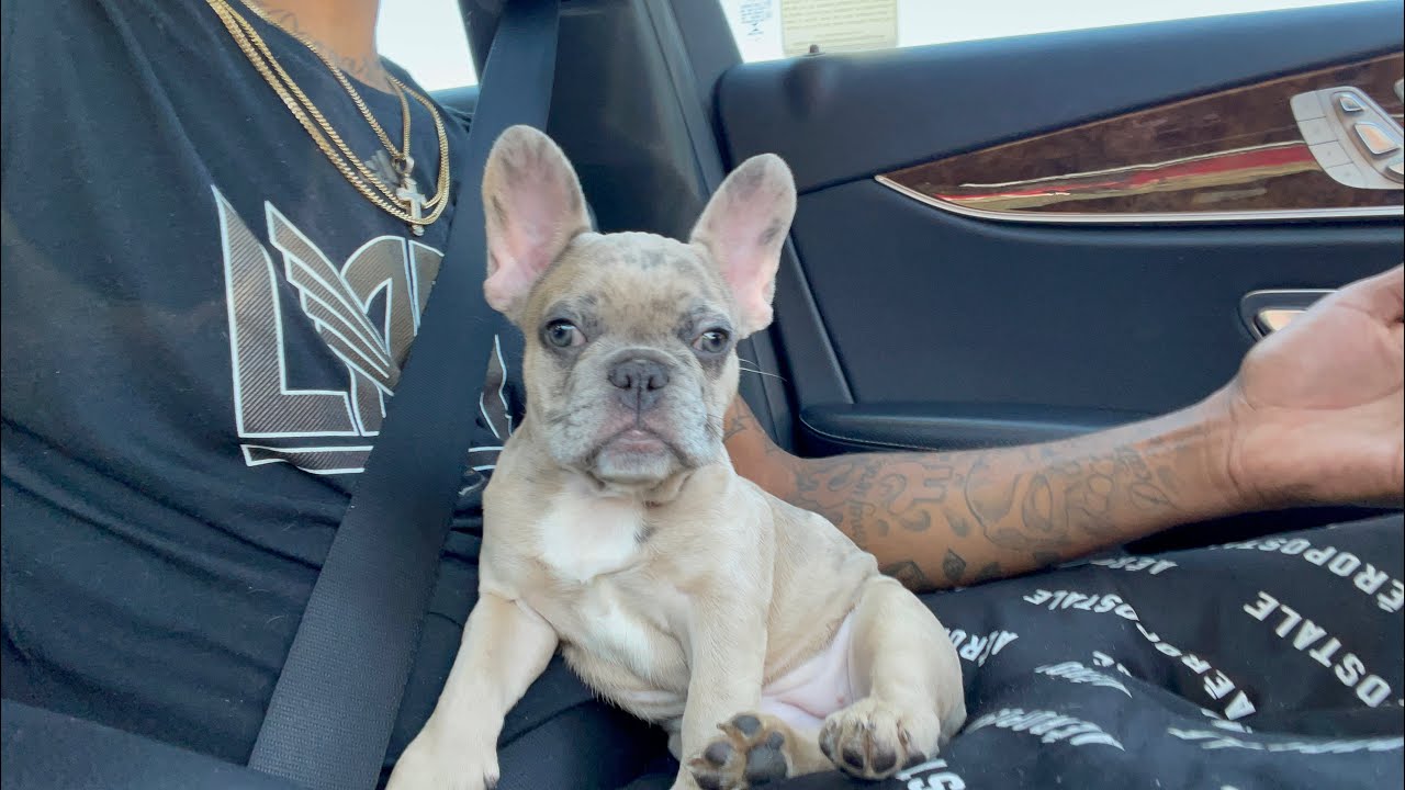 Female Frenchie puppies go Home!! Puppy Delivery Vlog!! #frenchie # ...