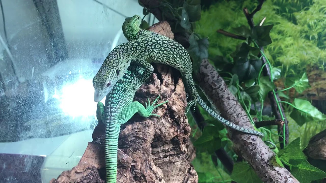 Biak and Green Tree Monitor Babies - YouTube