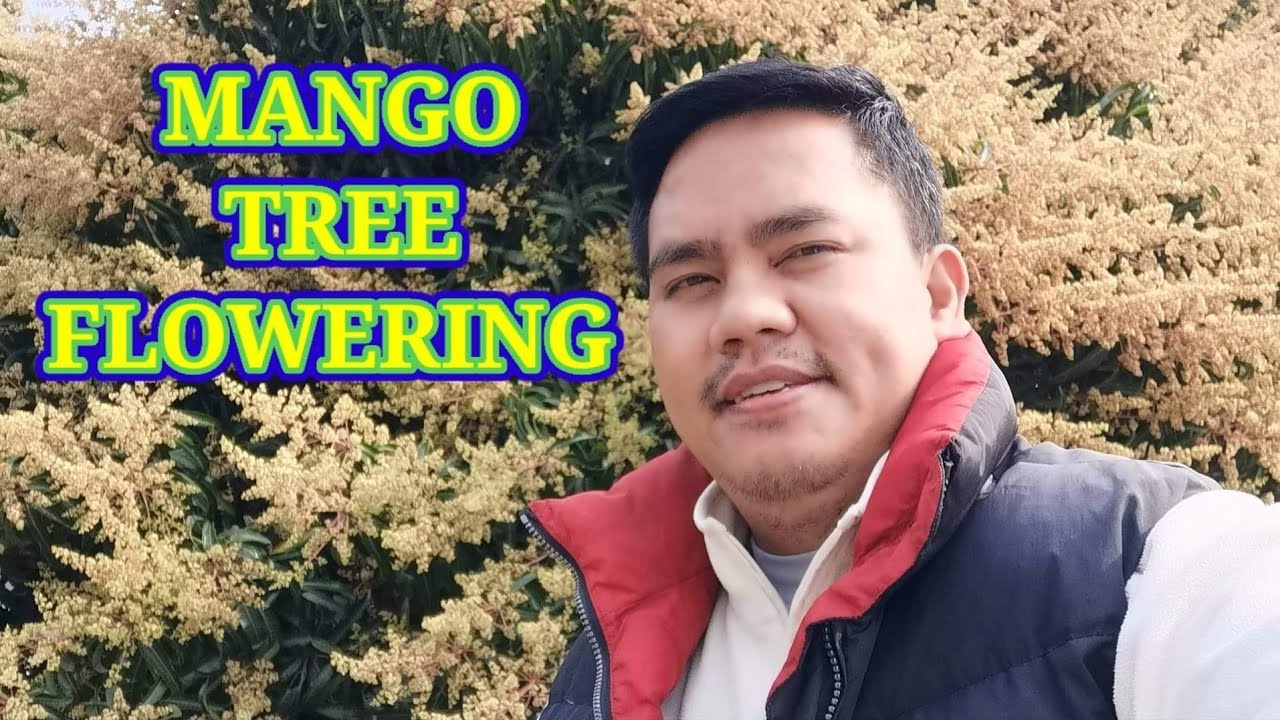 IMPRESSIVE MANGO TREES FLOWERING STAGE MACAU CHINA SAR - YouTube