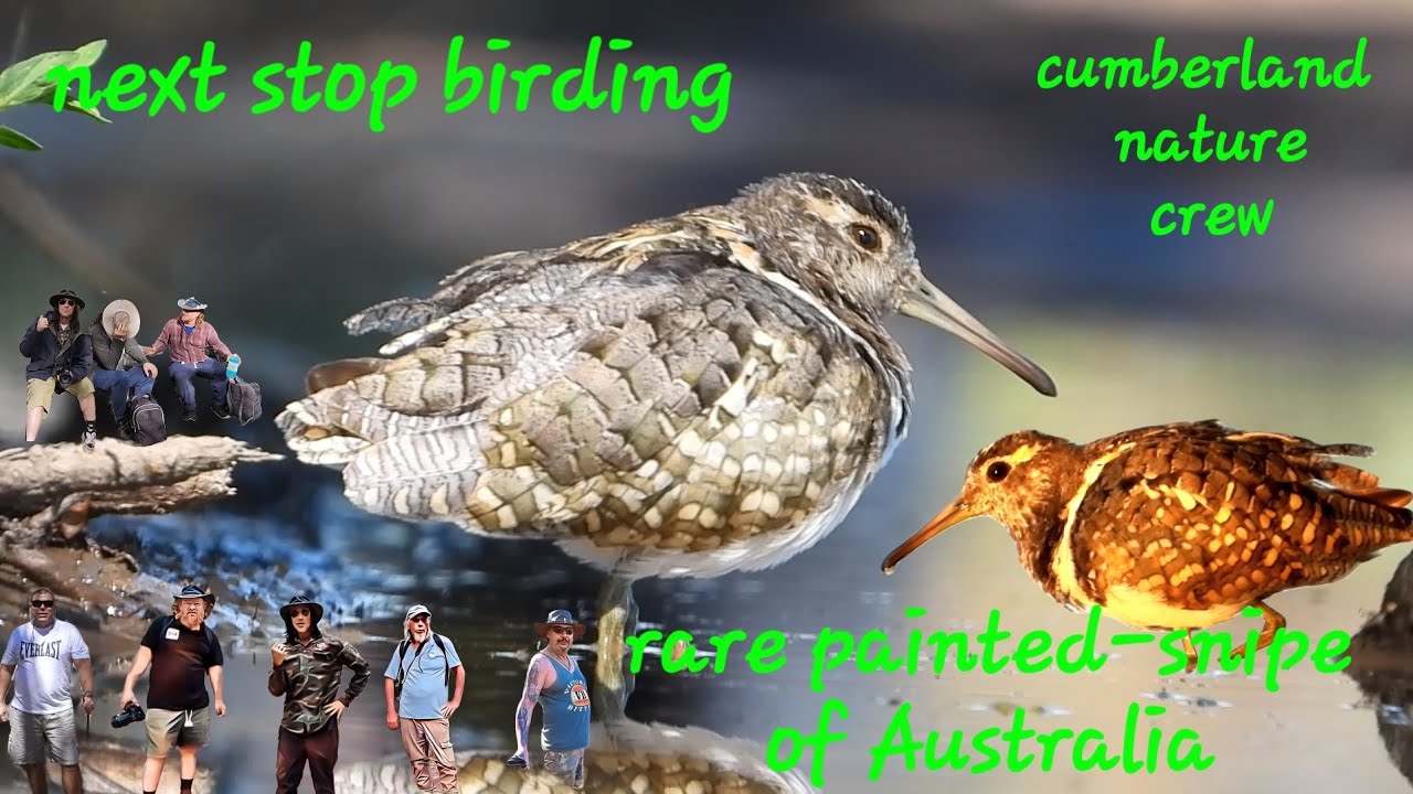 birdings rare almost "mythical" Australian Painted Snipe@next-stop..who ...