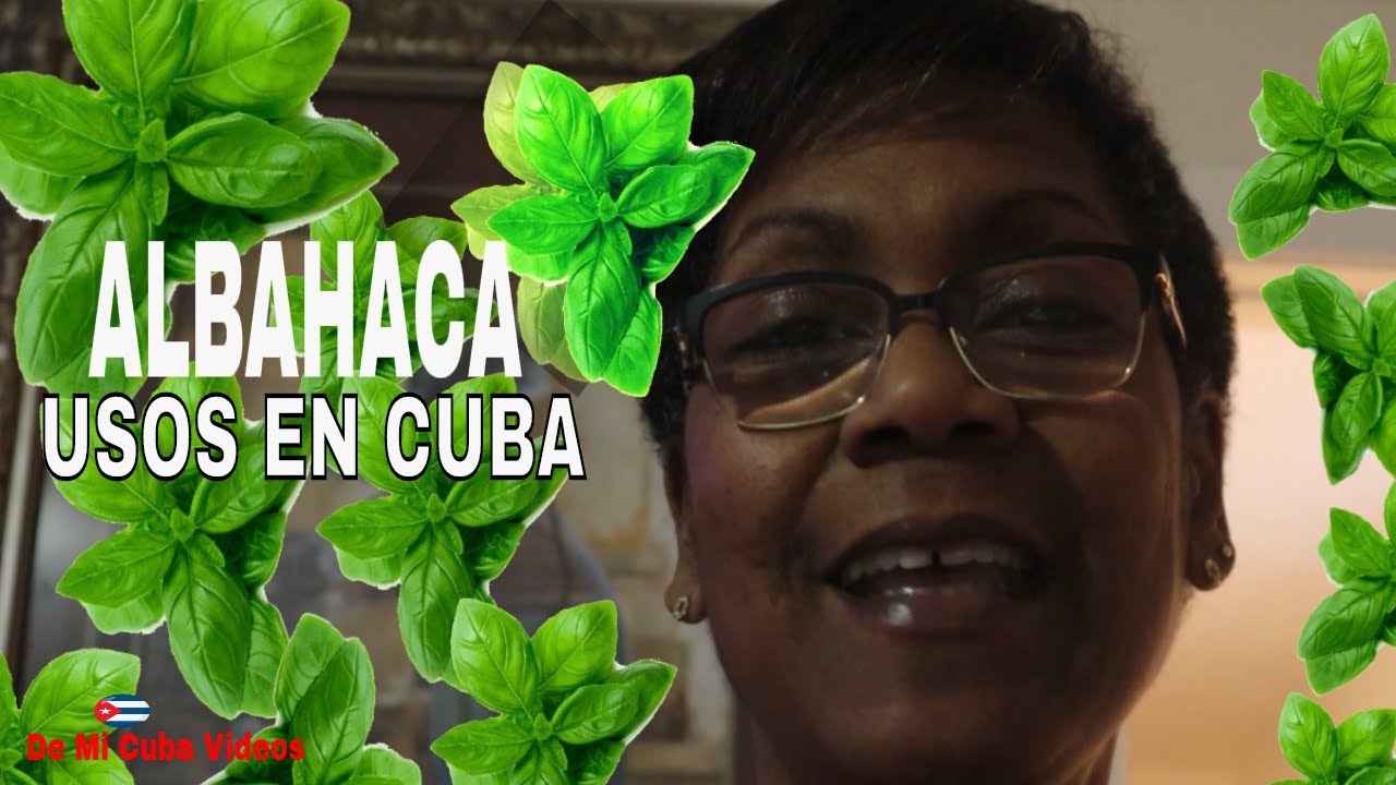 PARA QUE USAMOS LA ALBAHACA EN CUBA? │Plantas Medicinales y Aromaticas ...