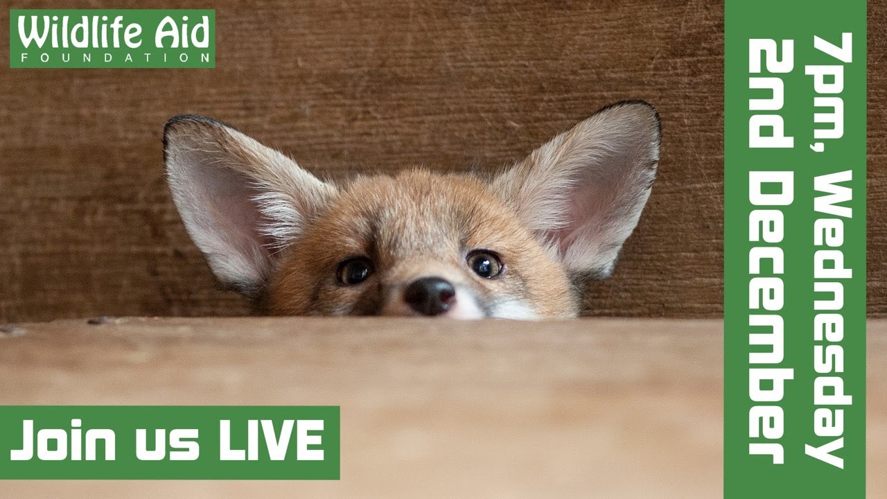 Wildlife Aid Live Update - YouTube