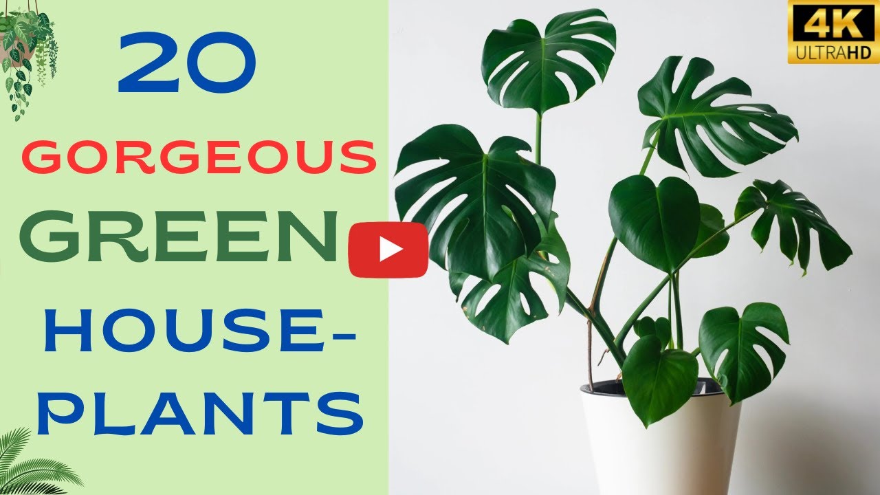 20 Gorgeous Green Houseplants | Lush Indoor Plants To Give Your Home a ...