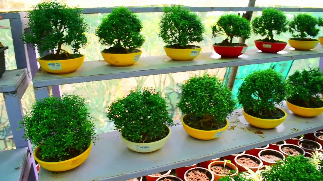 Kadiyam plant nurseries // The real beauty of nature - YouTube