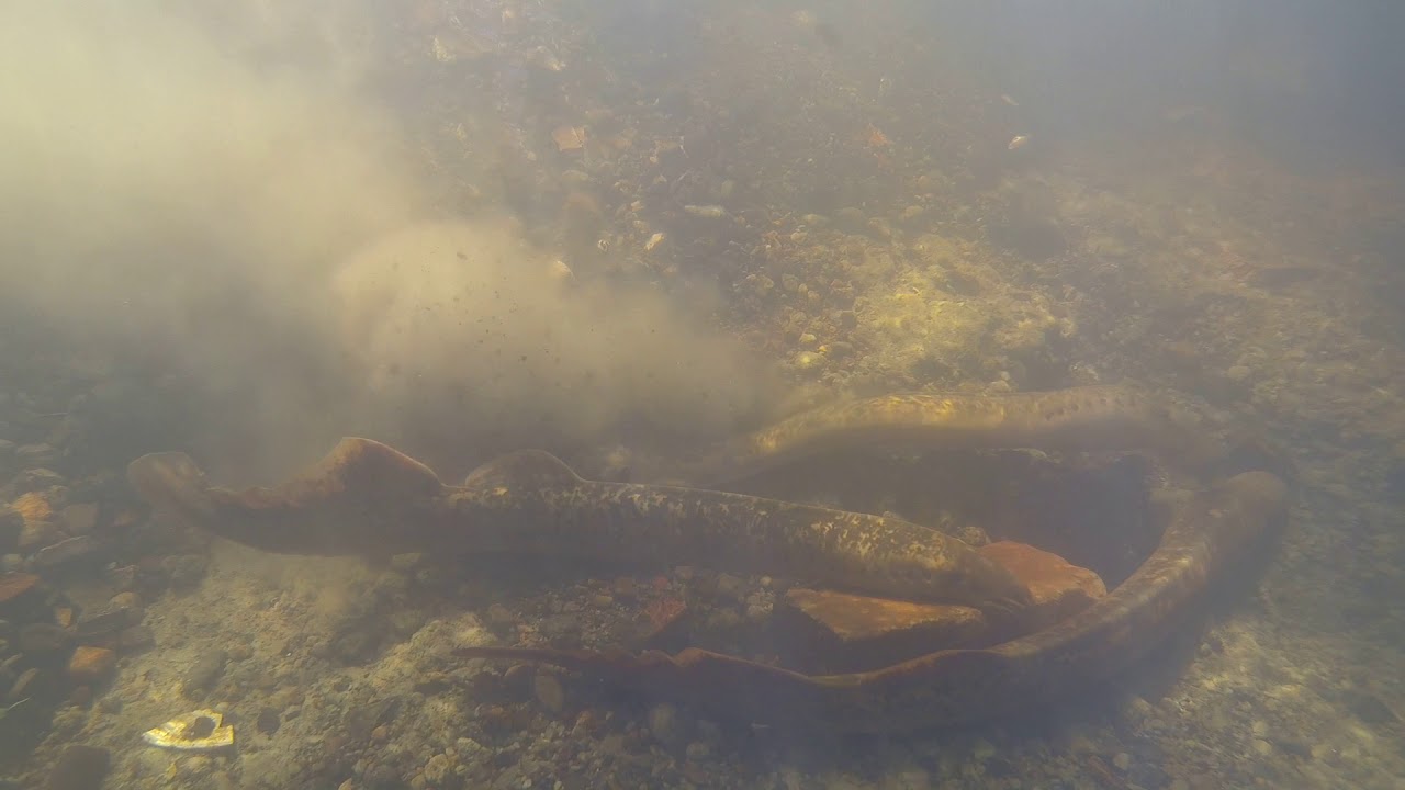 Sea lamprey spawning "Uggerby å" river Denmark. - YouTube