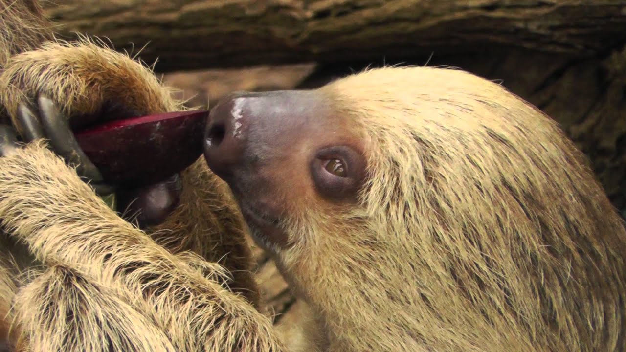 Sloth eating - YouTube