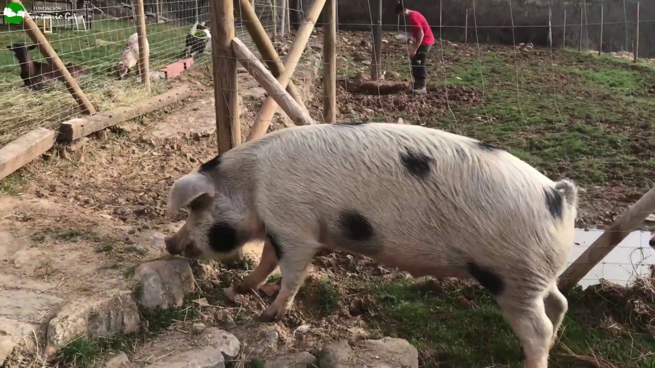 Un cerdo feliz se pasea por su hogar - YouTube