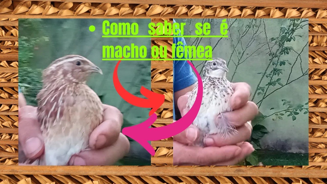 como saber se é macho ou fêmea #viral - YouTube