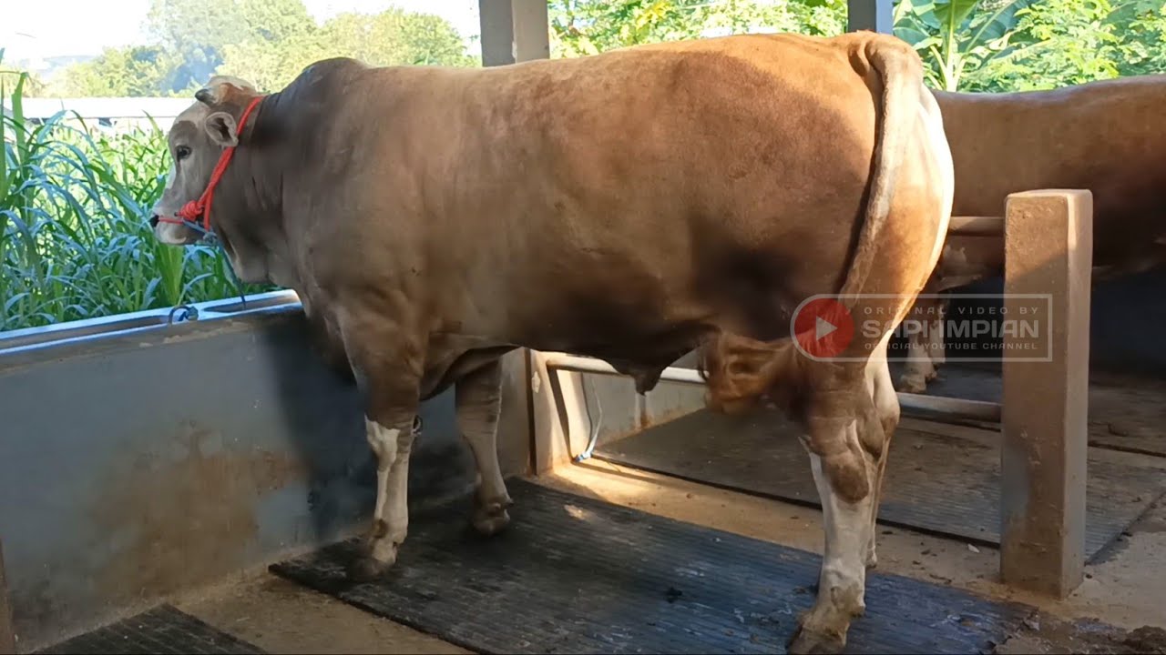 Sapi Jumbo 1 Ton Up Di Jual Semua !! Sari Lembu Farm Tempatnya Sapi ...