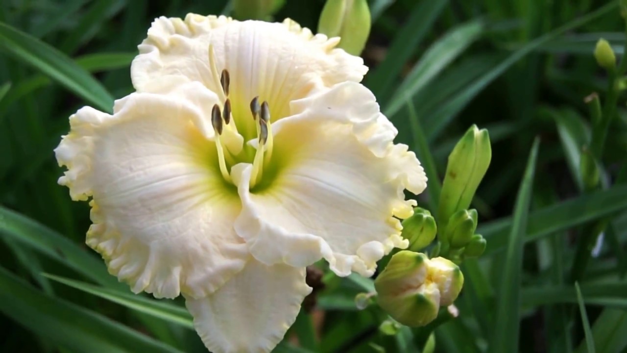 The Lily Farm - YouTube