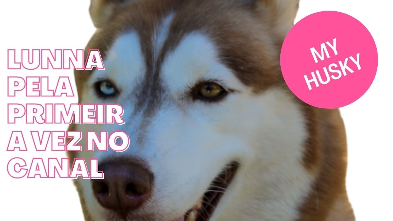 My Husky no YouTube - YouTube