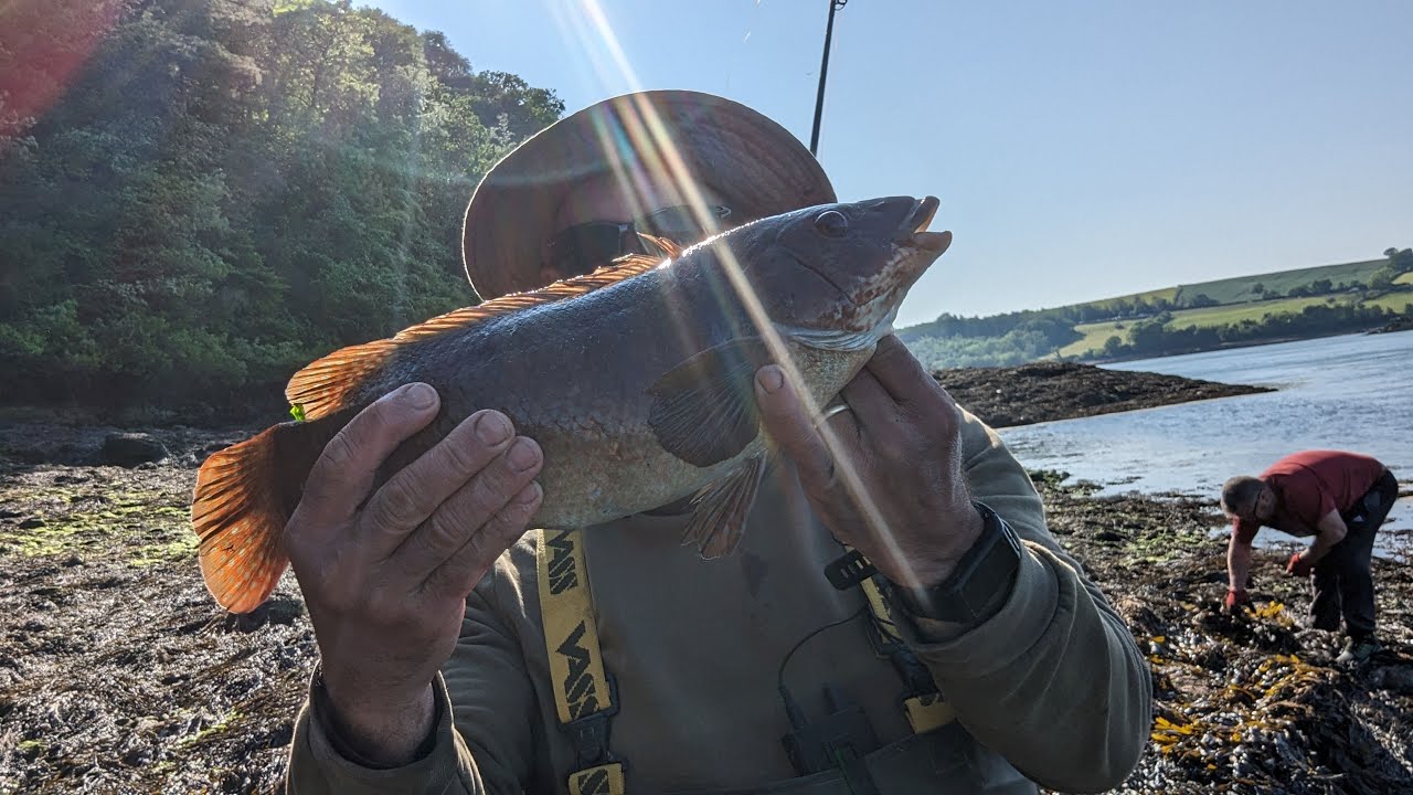 Fishing the Menai Straits BIG wrasse - YouTube