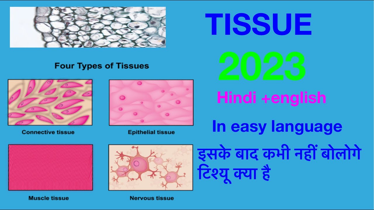 Tissue //defination//types//epihelial tissue//hindi+english //2023 ...