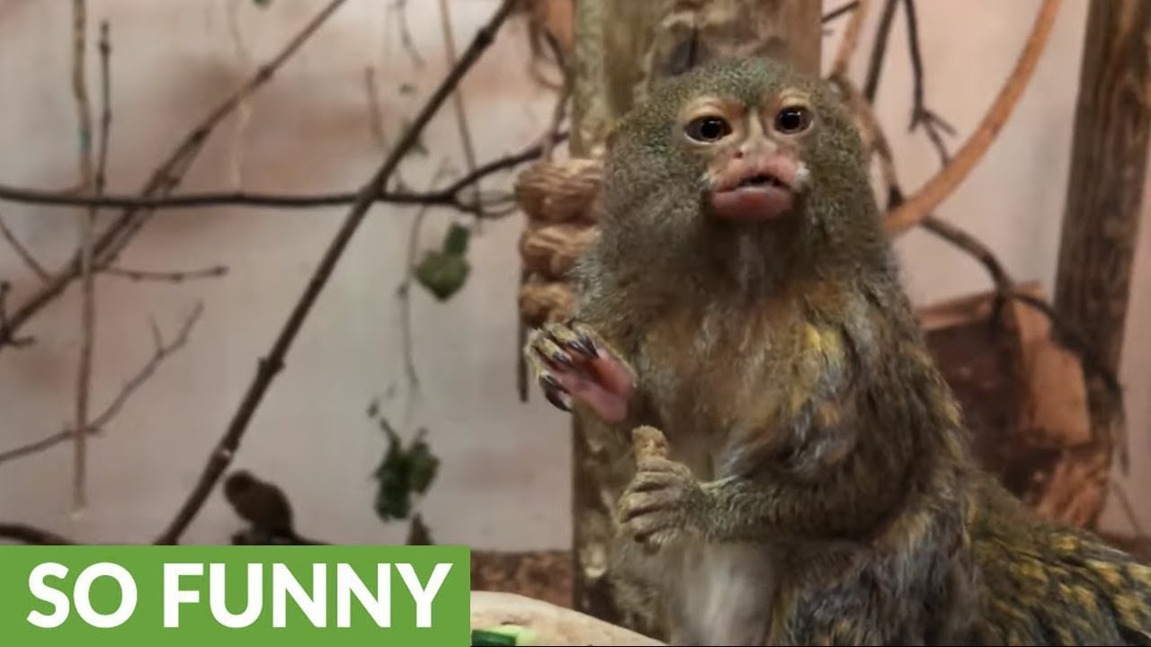Pygmy Marmoset eats meal in front of spectators - YouTube