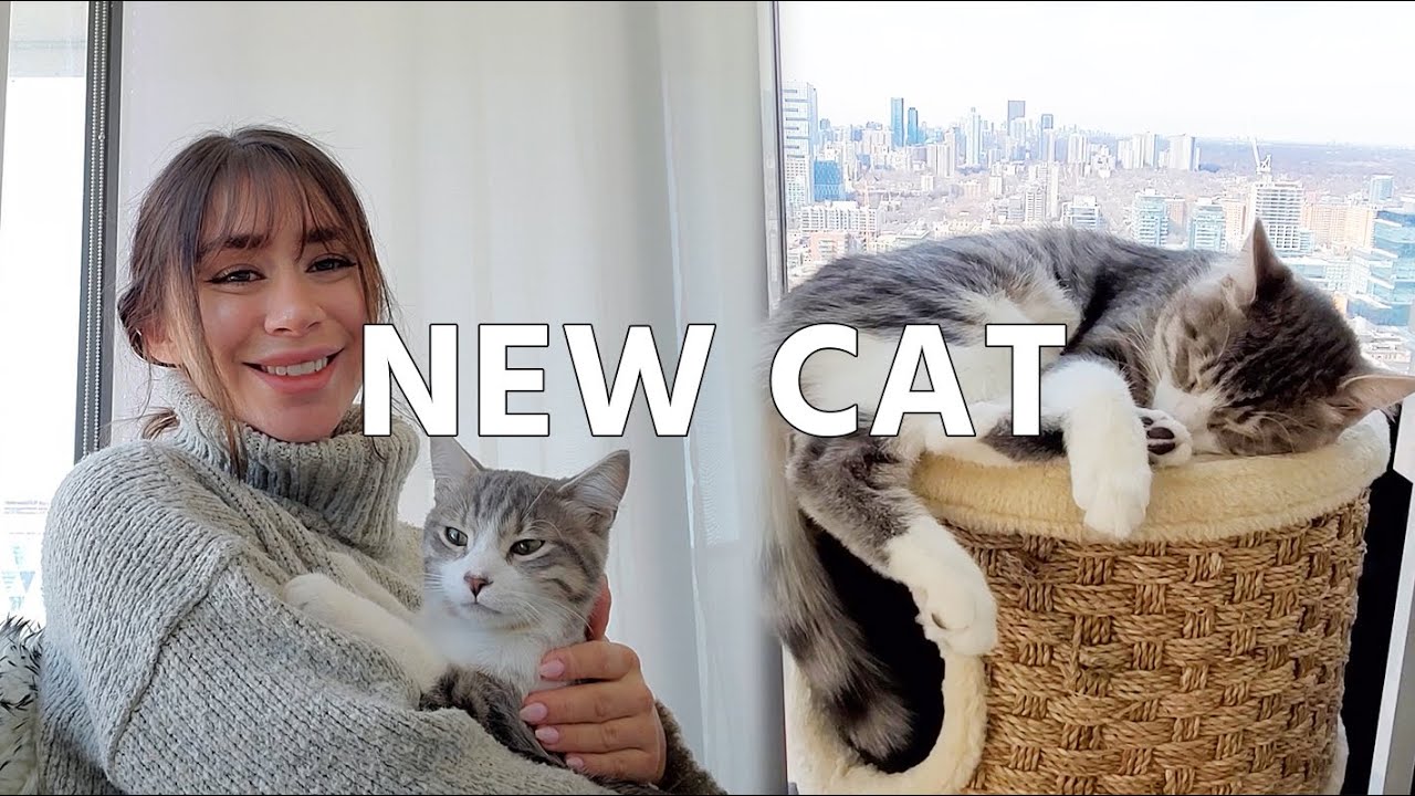 MEET MY NEW CAT YouTube meet-my-new-cat-youtube
