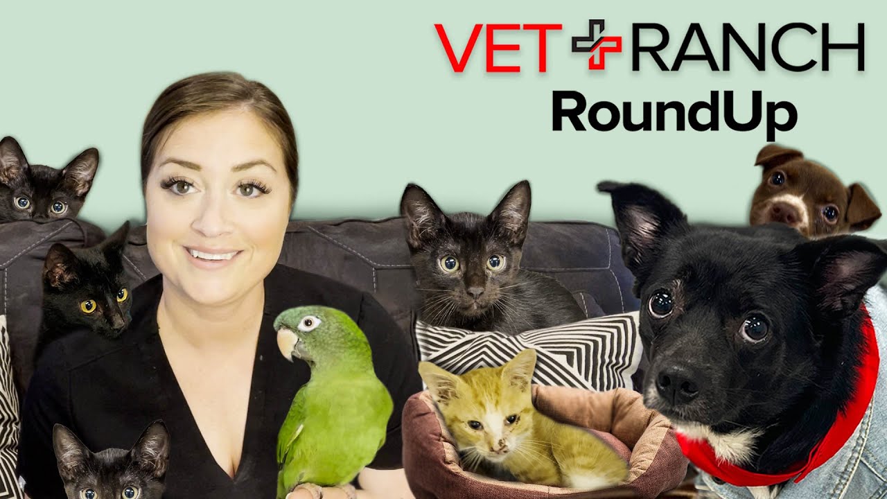 A Sad Goodbye on Vet Ranch RoundUp - YouTube