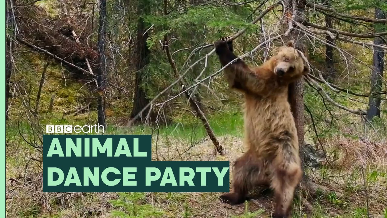 Boogie at an Animal Dance Party | BBC Earth - YouTube