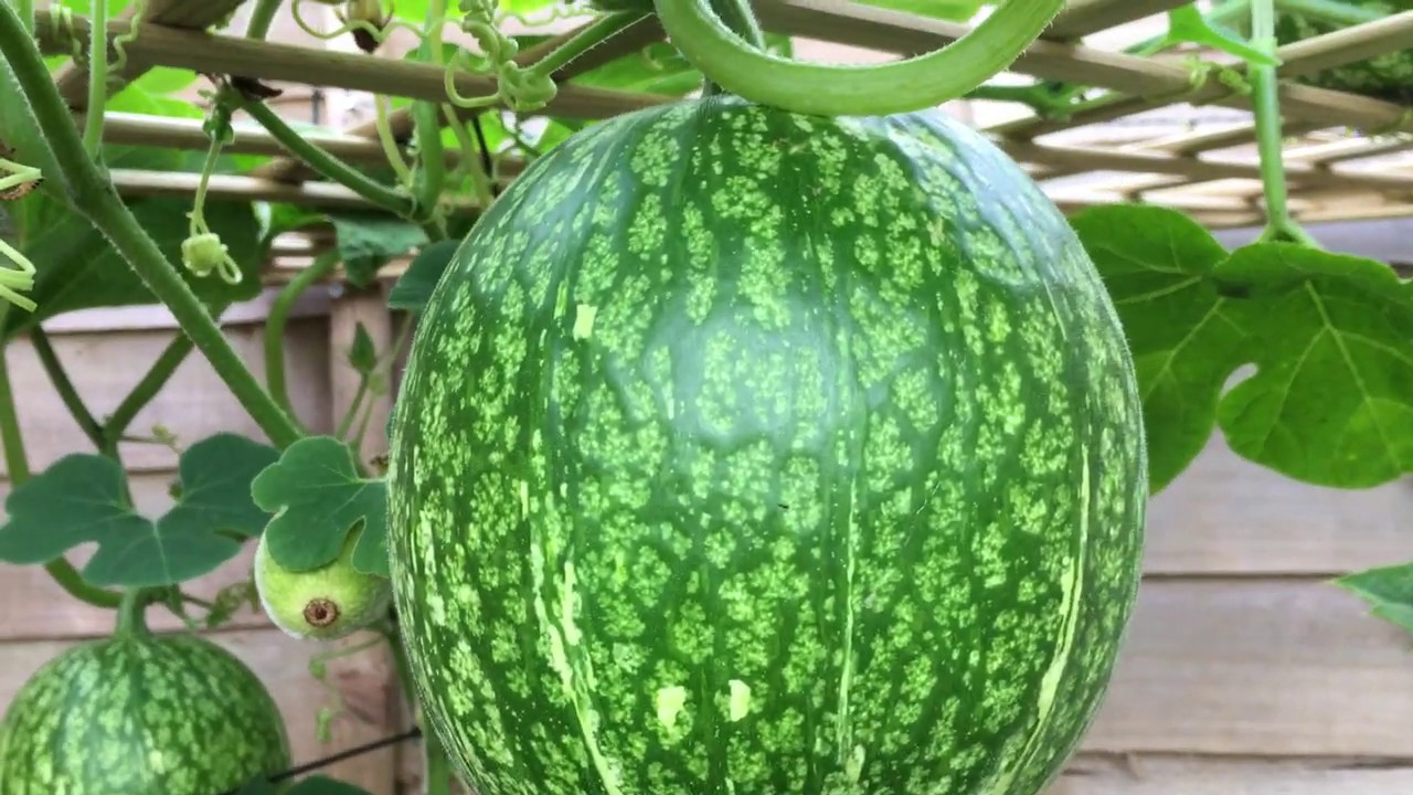 Green Stripe Chinese Pumpkin Planting and Grwoing Latest Update ...
