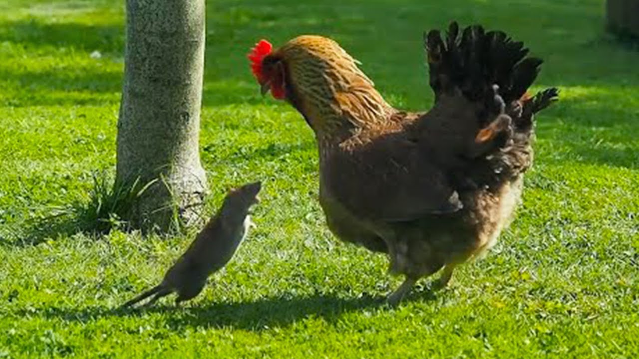 15 Most Fearless Animals On The Planet - YouTube