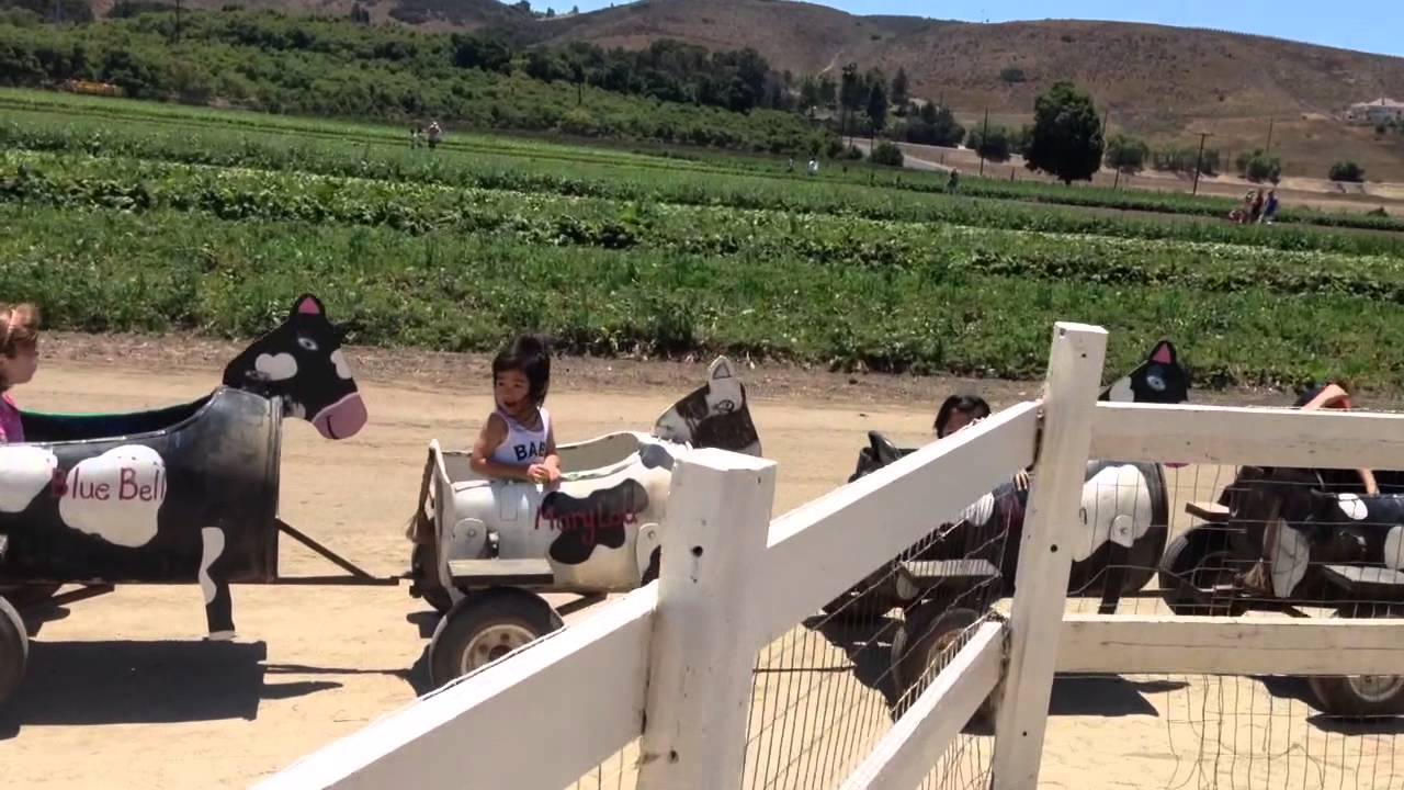 Cow train! - YouTube