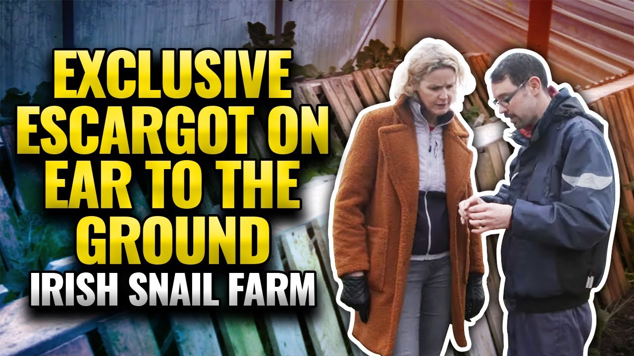 Irish Snail Farm Adventure: Discover Exclusive Escargot & Ear to the ...