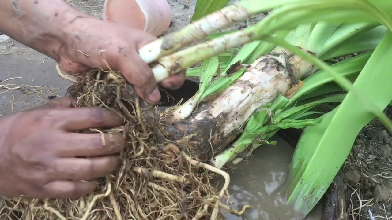 Sudarsan plant | sudarshan plant propagation |sudarshan plant care ...