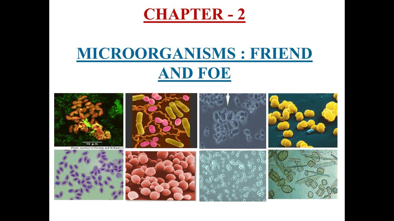 Class 8th Chapter 2 Microorganisms : Friends Or Foe - YouTube