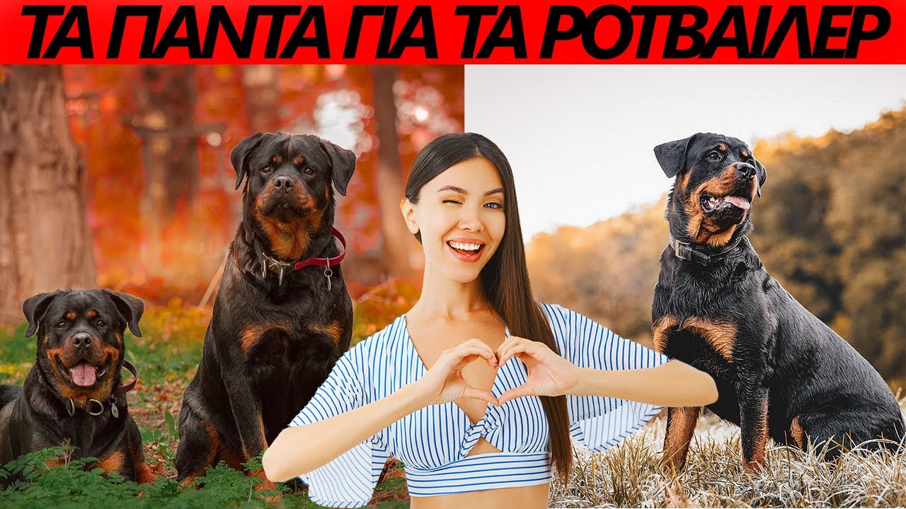 Μάθετε το Ροτβάιλερ🐾. Rottweiler - χαρακτήρας, συμπεριφορά, ανάγκες ...