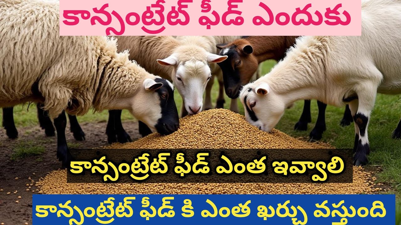 Sheep & Goat Farming Importance of Concentrate feed - YouTube