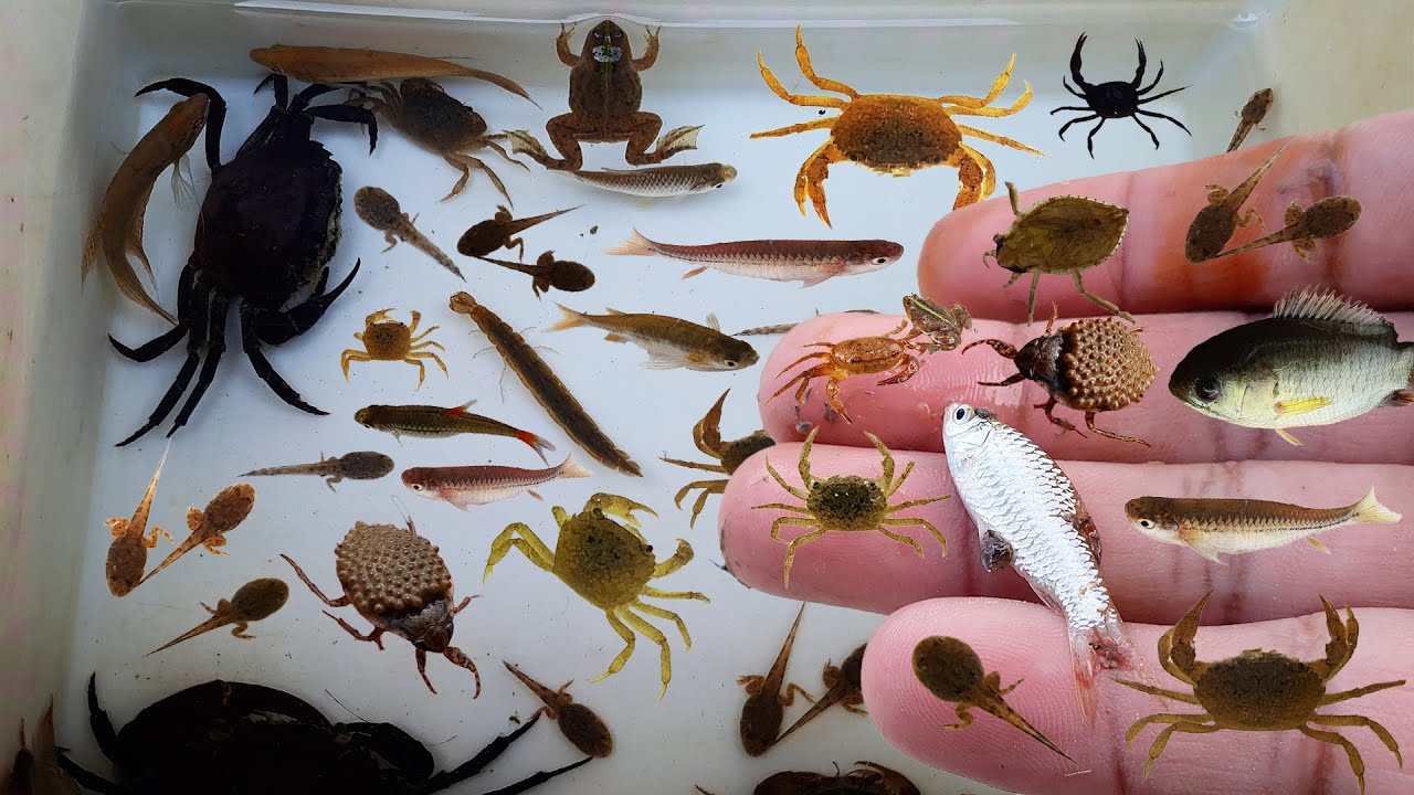 Collecting and observe aquatic insect in the rural [ fish, crab, frog ...
