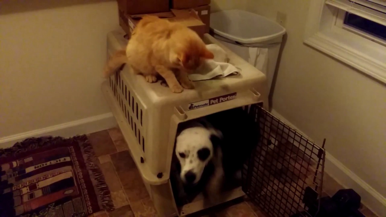 Lex the rescue dog in "Get off my woof!" - YouTube