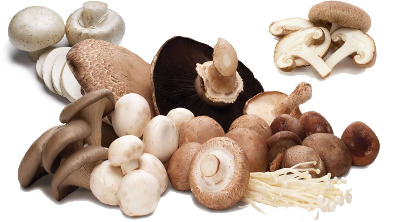 mushroom ASL - YouTube