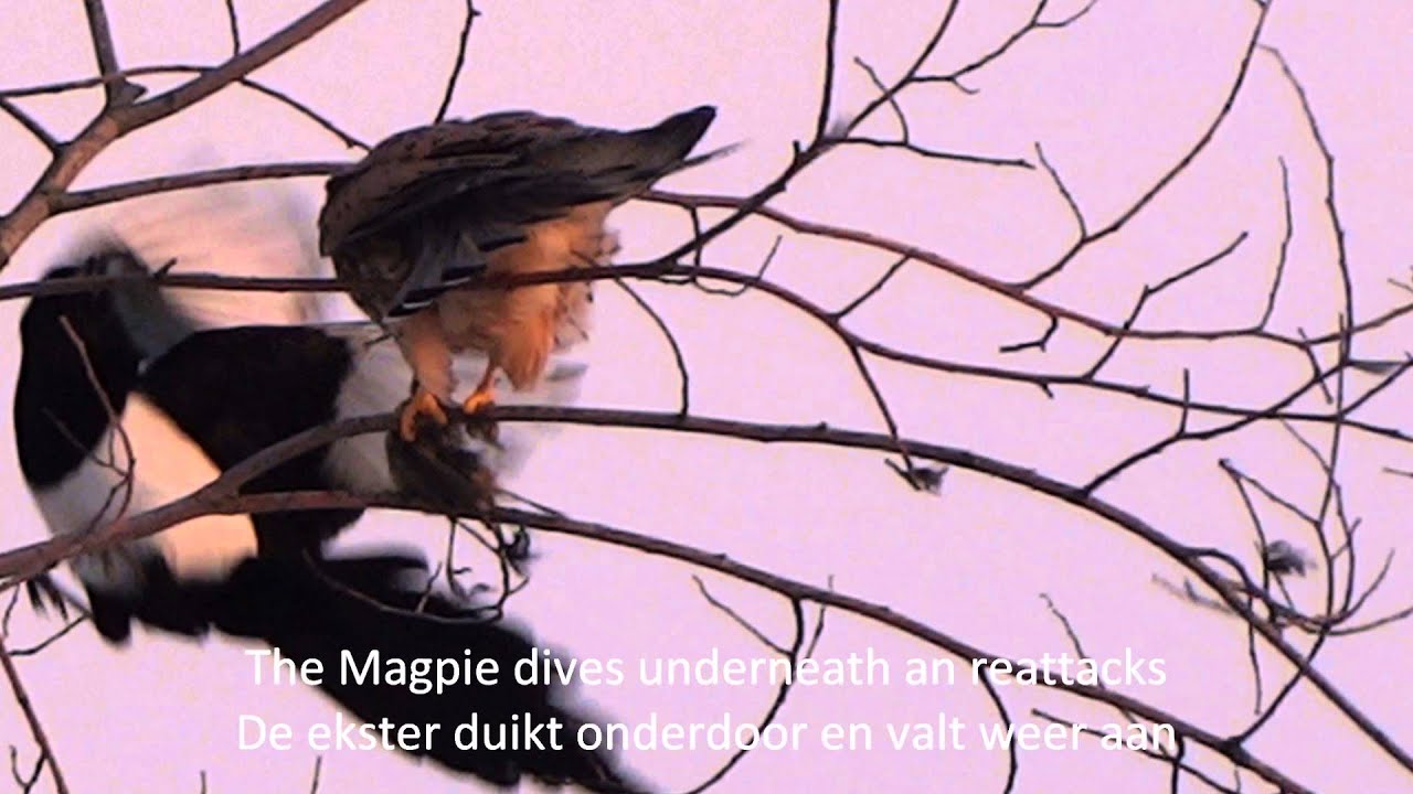 Another Magpie-attack on an eating Kestrel / Nog een Eksteraanval op ...
