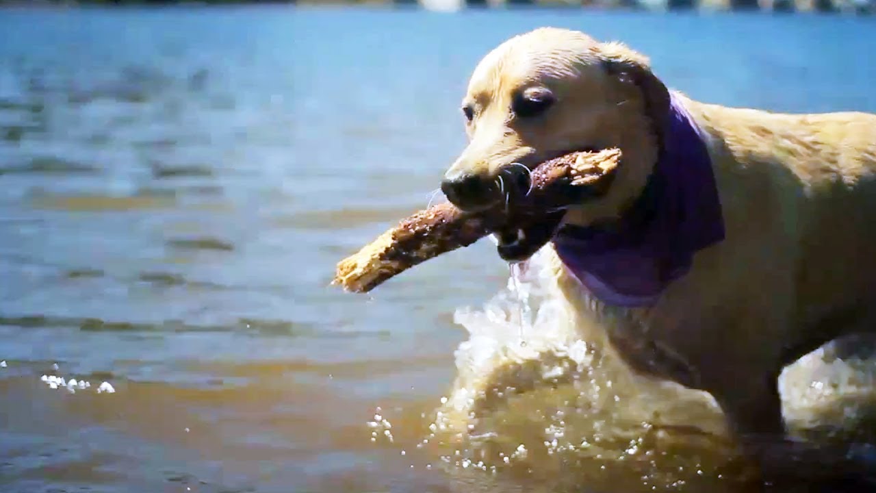 Yellow Lab Plays Fetch | The Daily Puppy - YouTube