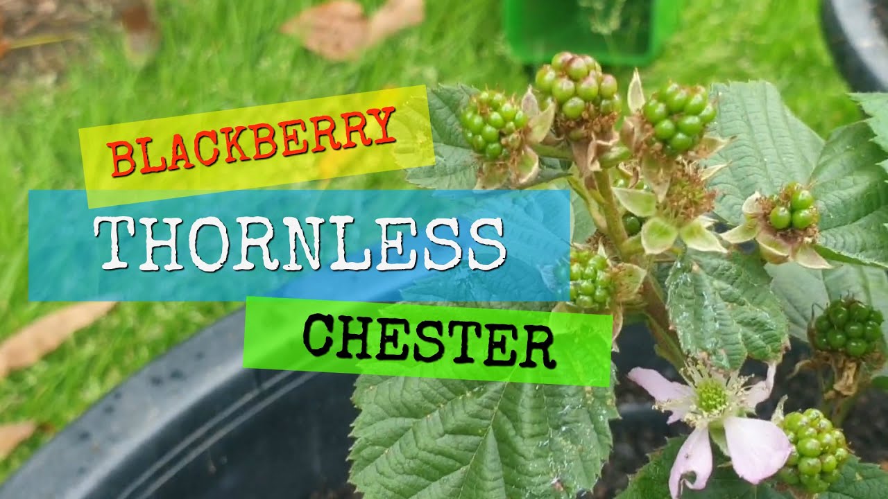 Blackberry Thornless Chester - YouTube