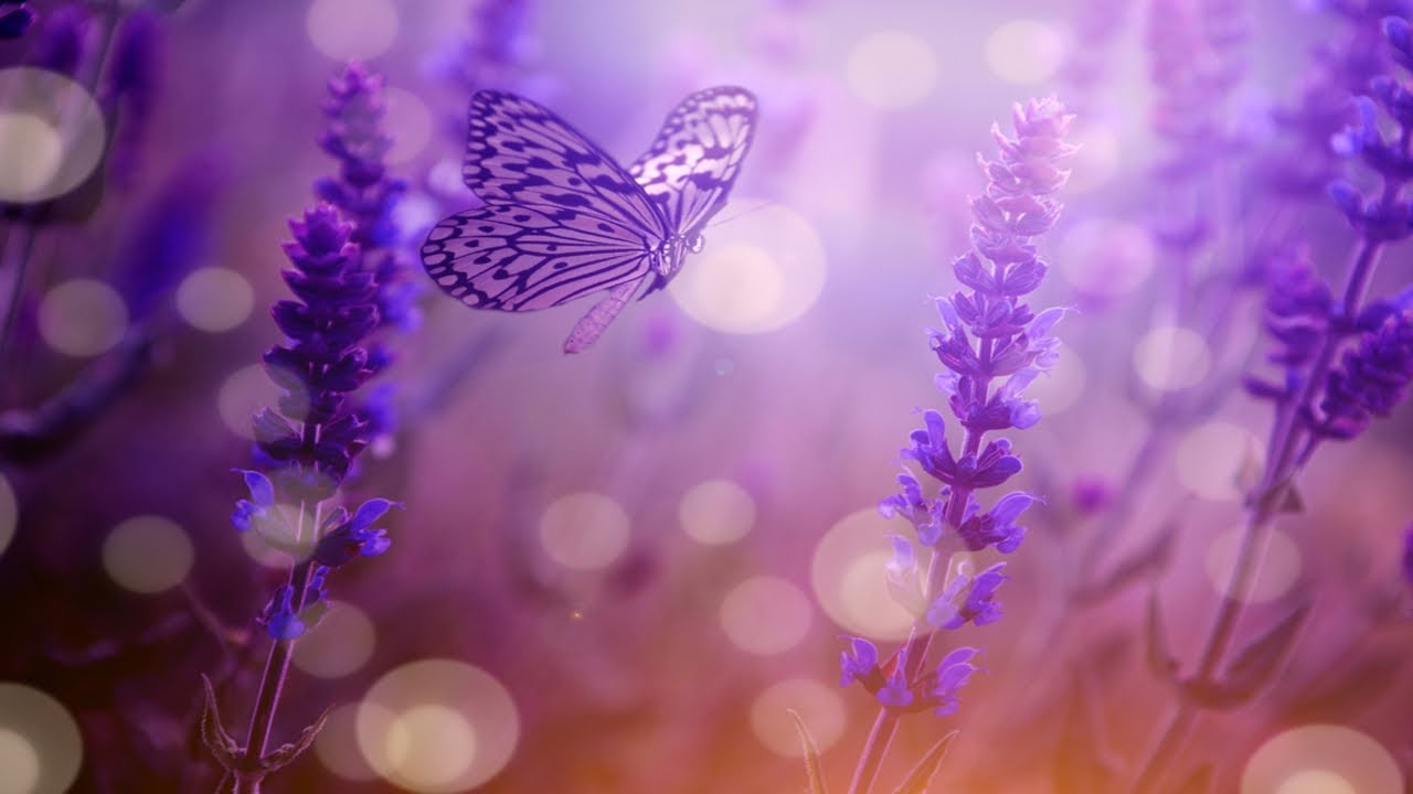 Beautiful Relaxing Calming Music, Cleanse Negative Energy (Calm ...