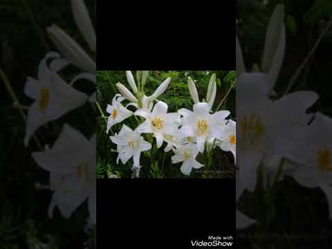 Daha  kavusamadan watsap durumu