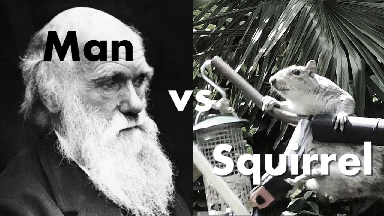 Man vs Squirrel - fun video of acrobatics from fast-learning squirrels ...