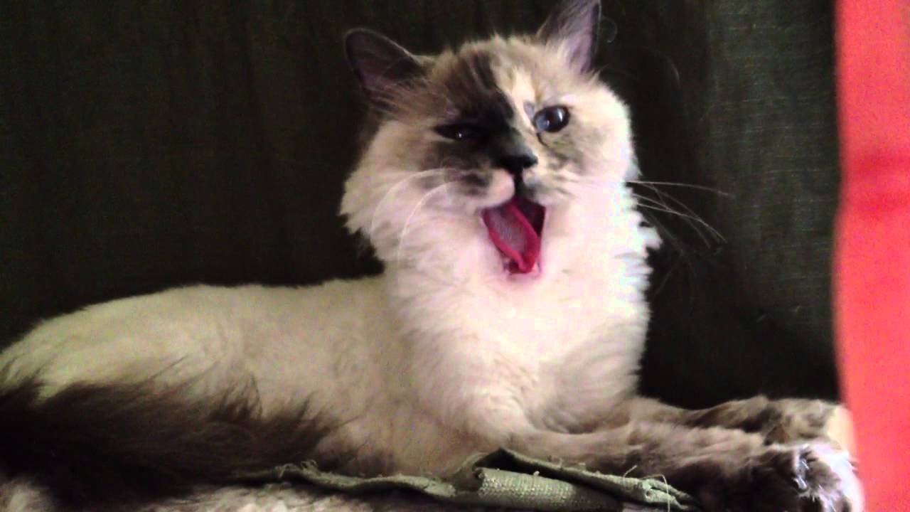 Cat Burp - YouTube
