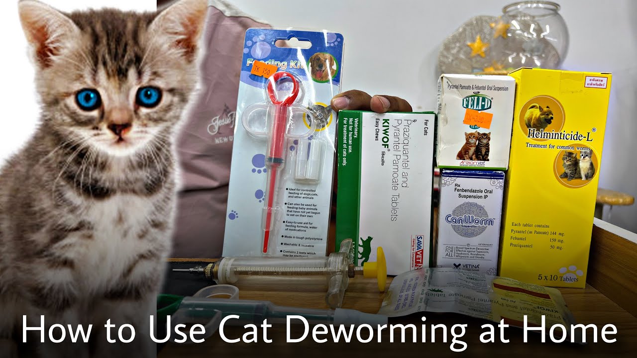 বিড়ালের কৃমির ঔষধ ব্যবহার করার নিয়ম? || How To Use Cat Deworming at ...